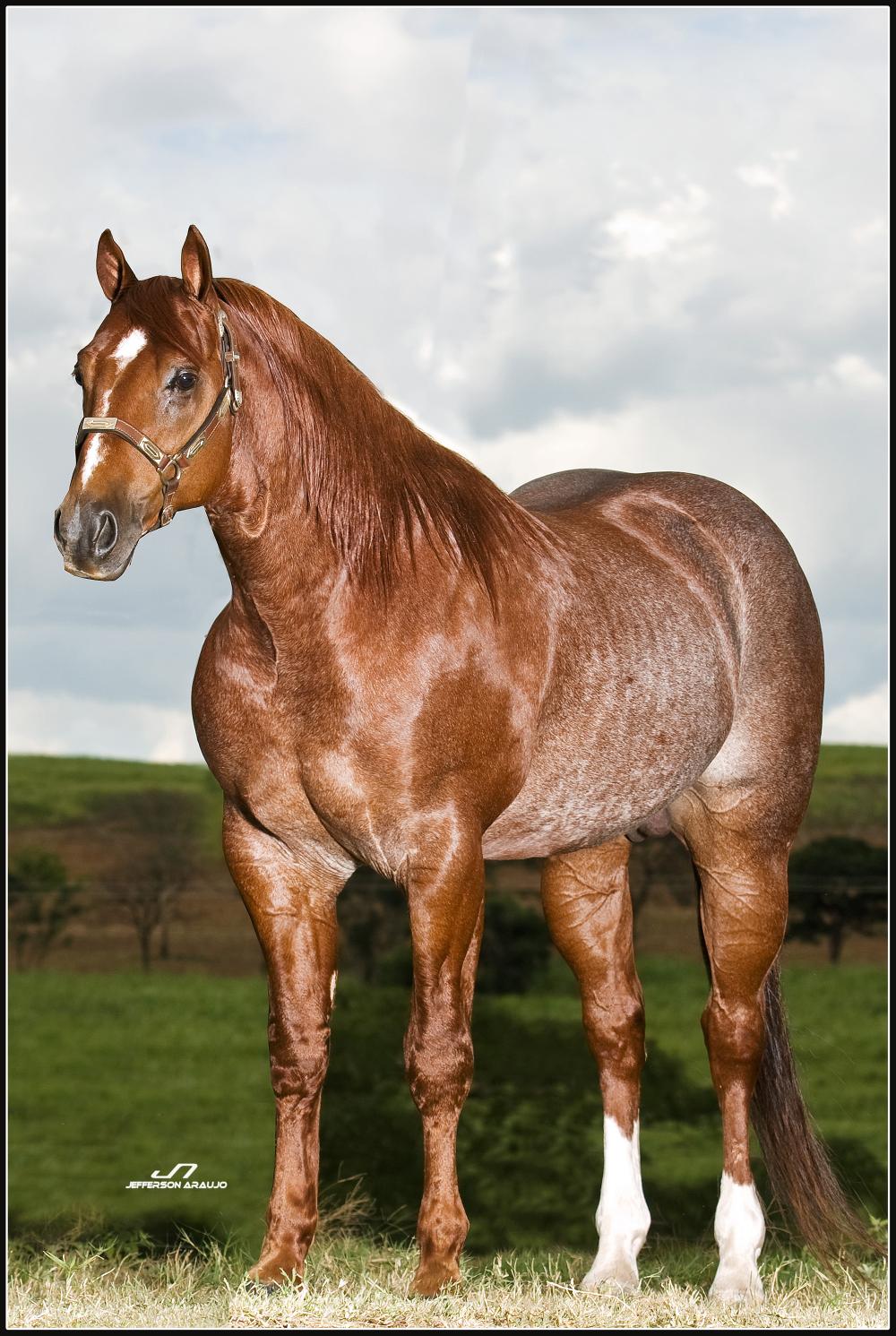 HIGH BROW SILVER CAT (1 Cobertura) - LP Horses