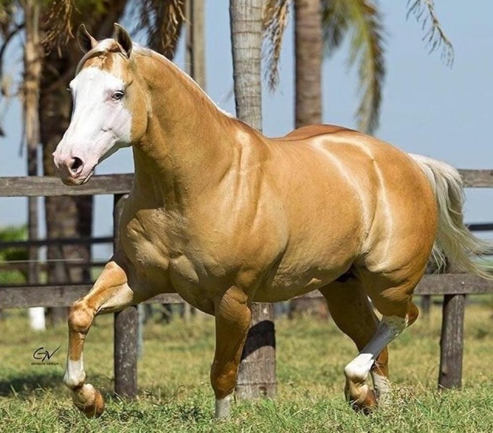 GUNNER IS STARSTRUCK (1 Cobertura) - LP Horses