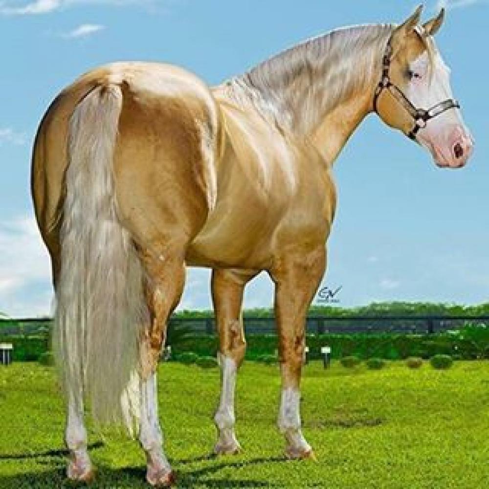 GUNNER IS STARSTRUCK (1 Cobertura) - LP Horses