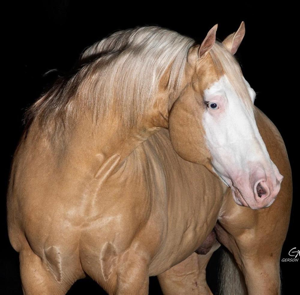 GUNNER IS STARSTRUCK (1 Cobertura) - LP Horses