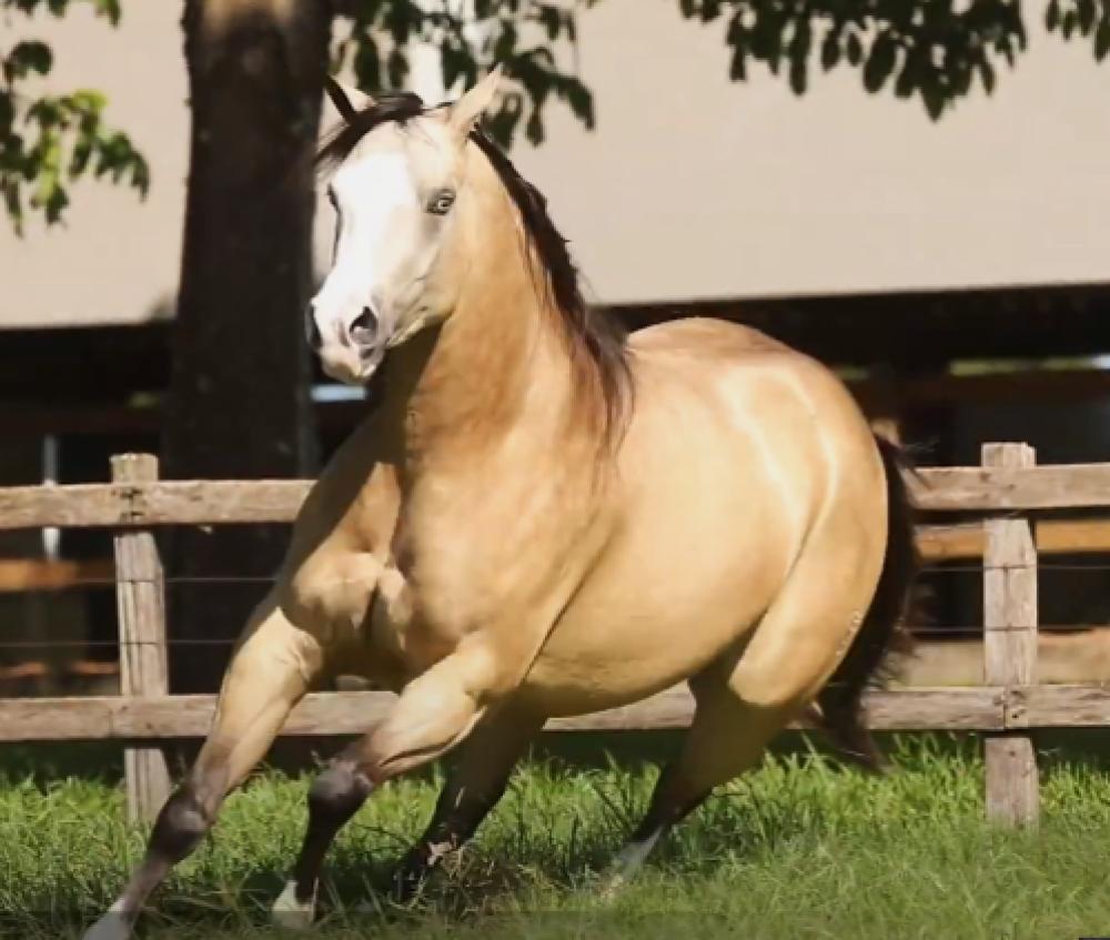 DUAL PATRON X RUBY BOY (Embrião a efetivar) - LP Horses