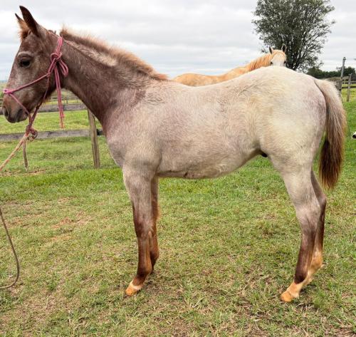 PEPTO RUBY CAT X MISS HANDY ROYAL JA - LP Horses