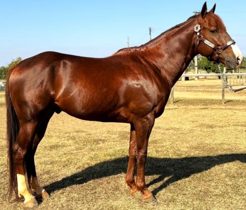 DIESEL OF FAME - LP Horses